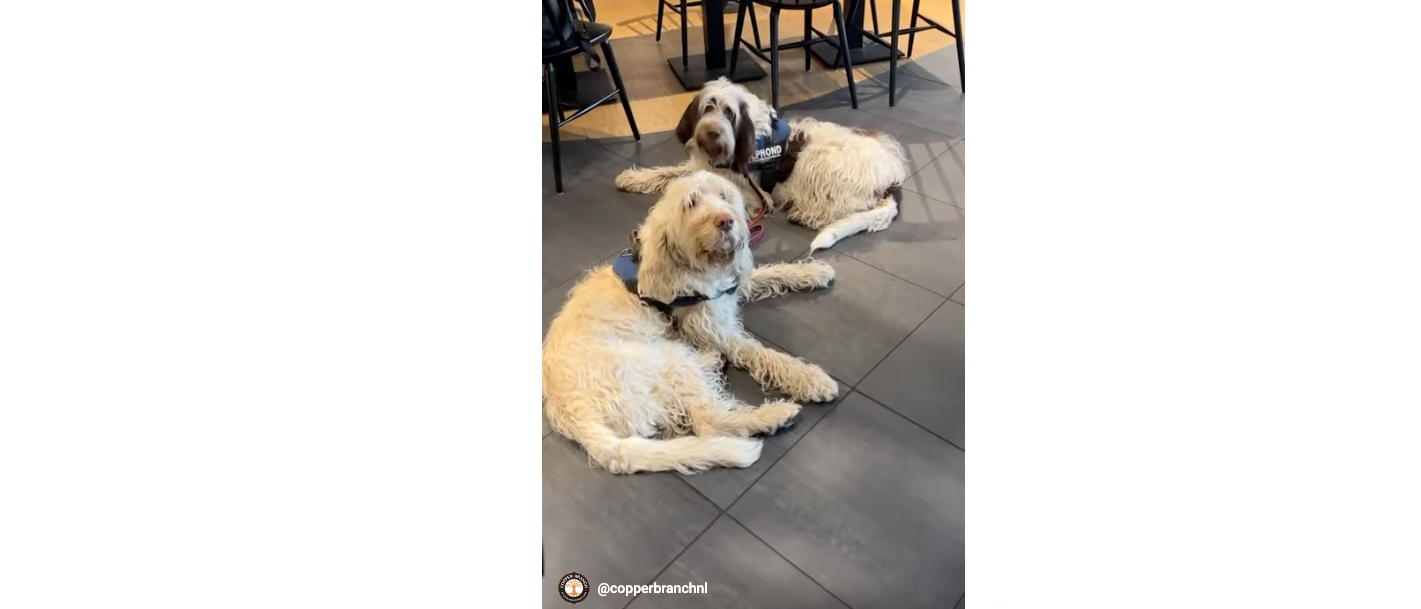 Special Visit from Heroic Service Dogs at Copper Branch Almere ...